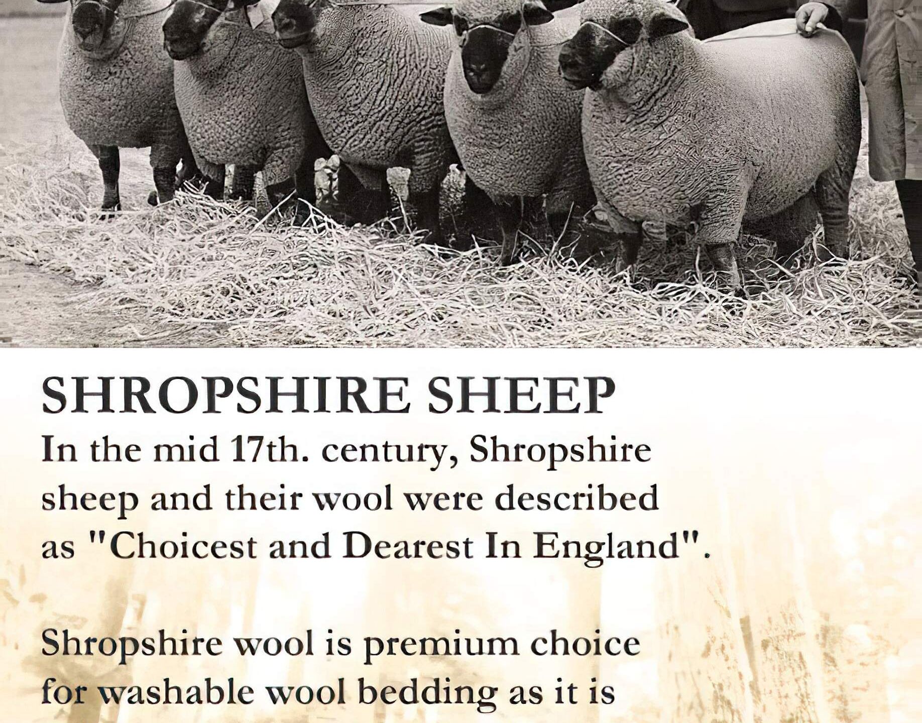 Sleep and Beyond Washable Wool myComforter | Wool Comforters